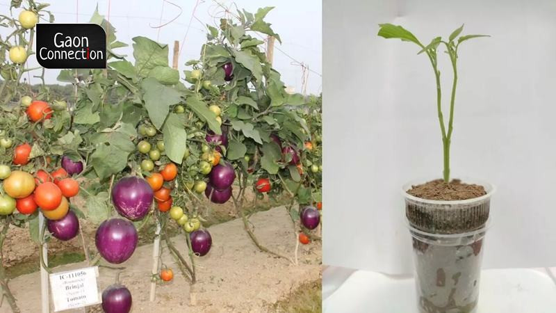 Brimato: pomidory i bakłażany na jednej roślinie