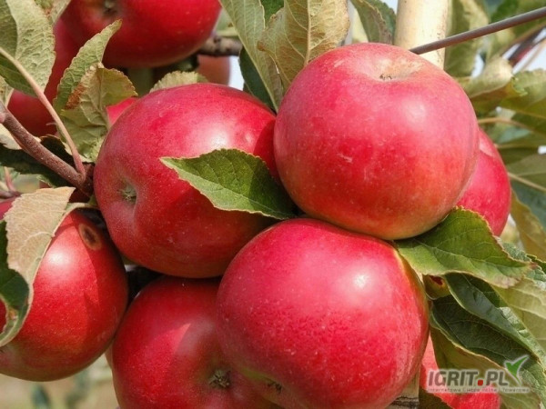 IGRiT - Internetowa Giełda Rolna i Towarowa - ogłoszenia rolnicze