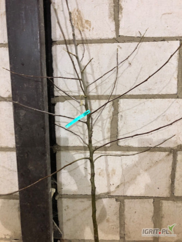 Jabłonie móna m9 selekt m9 Red Idared m26 Red ligol p60 Rub ...