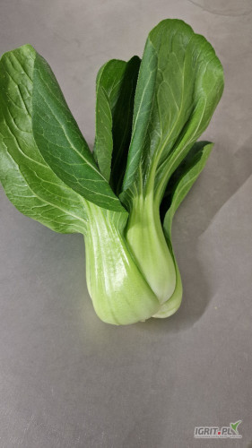 Kapusta Pak Choi
