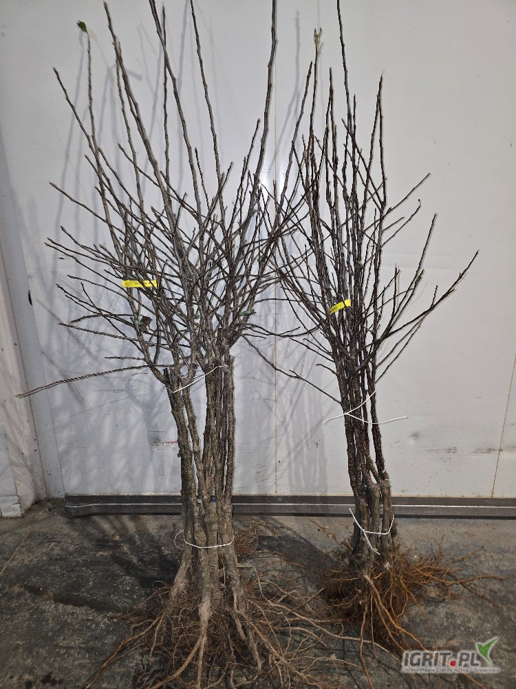 Drzewka Szara reneta M9, Paulared M9, Idaredest M9 M7, Rubin ... Lubelskie, Miłocin [2095865 ...