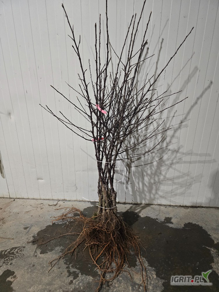 Drzewka Szara reneta M9, Paulared M9, Idaredest M9 M7, Rubin ... Lubelskie, Miłocin [2095865 ...