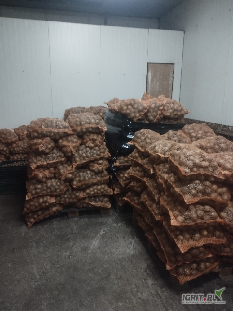 Sprzedam ziemniaki GALA jak 45+ pakowane w worki 15 kg około ...