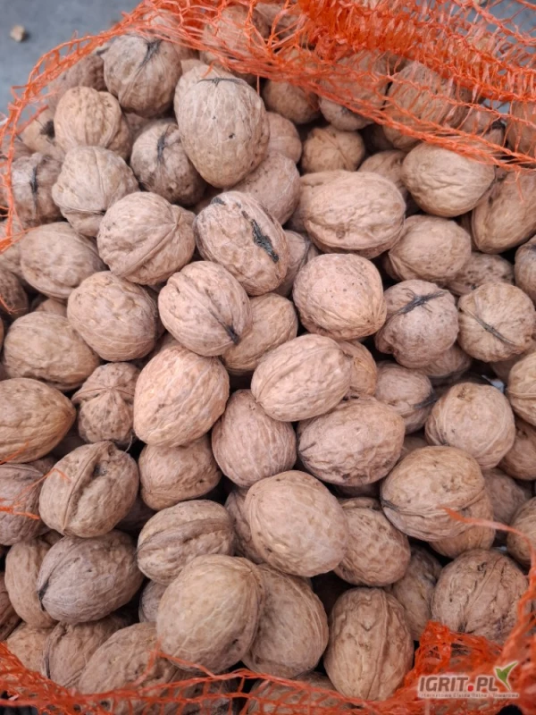 Sprzedam orzechy wloskie w skorupie, ilosci calodamochodowe. ... Lubelskie, Kułakowice Pierwsze ...